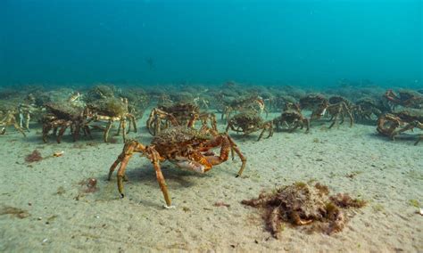 What Do Crabs Look Like On A Toilet Seat At Elden Martin Blog