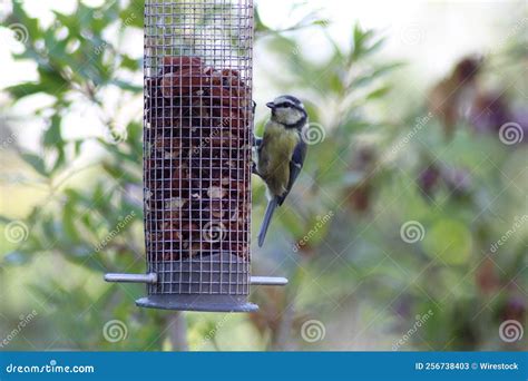 Closeup Of A Eurasian Blue Tit Bird Standing On A Cage Grabbing Food With Its Beak Stock Image