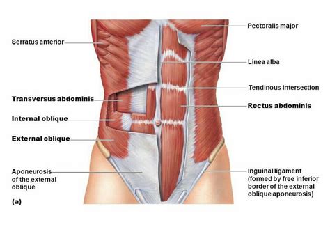 Rectus Abdominis Outlander Anatomy