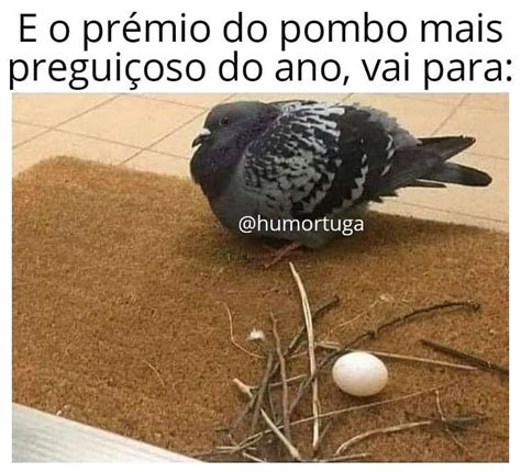 Eu sou preguiçoso mas este pombo exagera Animal Jokes Funny Animal