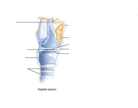 Larynx Side View Quiz