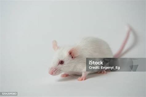 Mouse Putih Di Latar Belakang Putih Foto Stok Unduh Gambar Sekarang