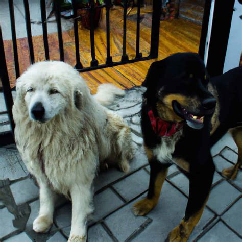 Qué significa soñar con perros amigables Descubre su interpretación