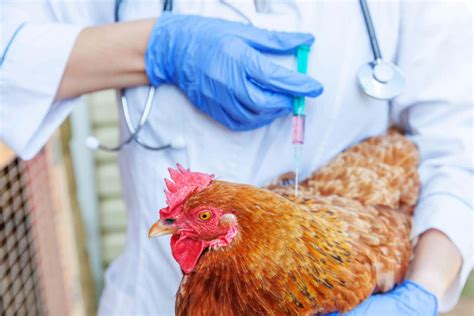 The Us May Start Vaccinating Chickens And Cows Against Bird Flu New