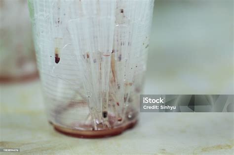 실험실 테스트를 위한 96개의 우물 마이크로플레이트를 가진 물고기 혈액 조성의 연구 Dna에 대한 스톡 사진 및 기타 이미지