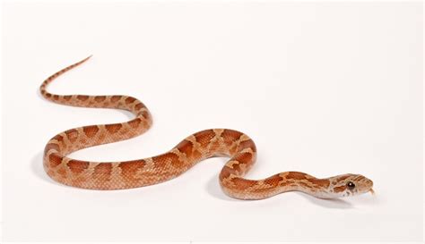 Saiba como ter cobras de estimação de maneira segura Portal do Animal