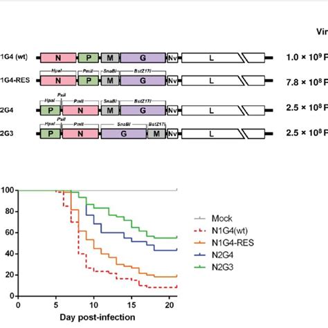 Vhsv Genome Rearrangement A Schematic Representation Of The Download Scientific Diagram
