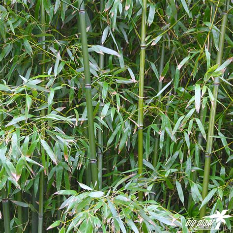 Phyllostachys Bissettii Big Plant Nursery