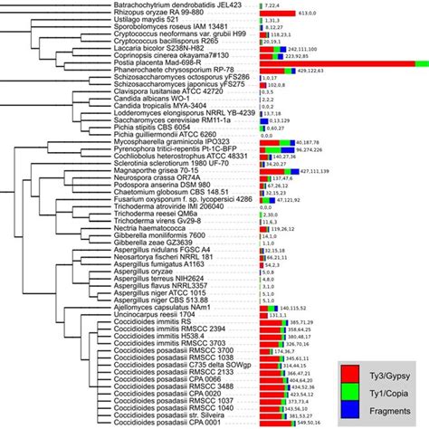 A Schematic Representation Of Ltr Transposable Elements Present In
