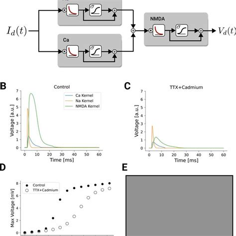 A Recurrent Motif Of Linear Nonlinear Models For The Dendritic Sodium
