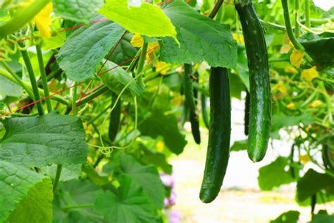 キュウリの育て方 植物ノート