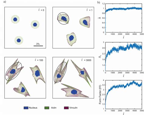 Temporal Evolution Of Cells On Unpatterned Substrates A Three Download Scientific Diagram