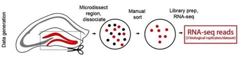 Hipposeq Methods Brainpalmseq