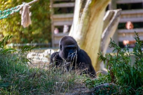 Premium Photo Monkey Sitting On Grass