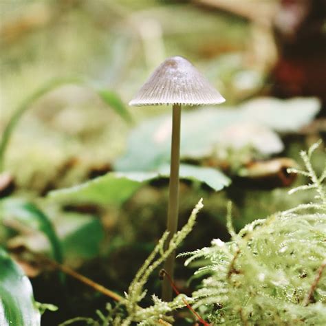 The Life Algorithm Youtube