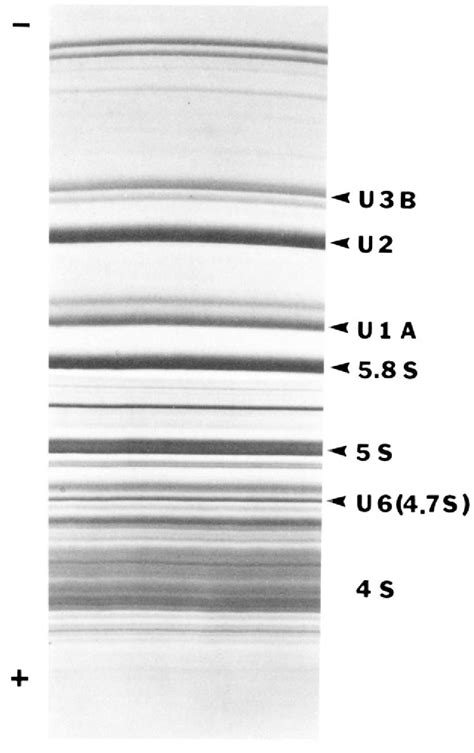 Figure 1 From The Nucleotide Sequence Of Nuclear U6 4 7 S Rna