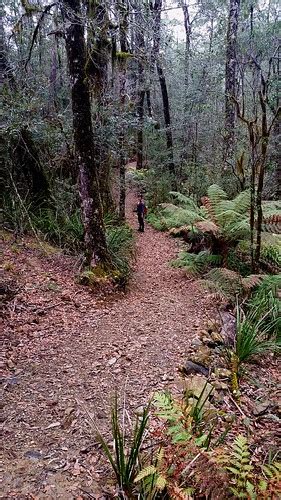 River Walk Track Gloucester Tops Doug Beckers Flickr