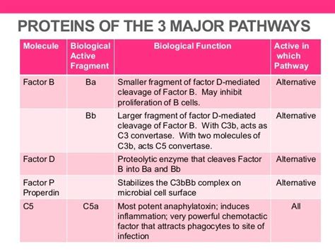 32 Proteins Of The Complement System