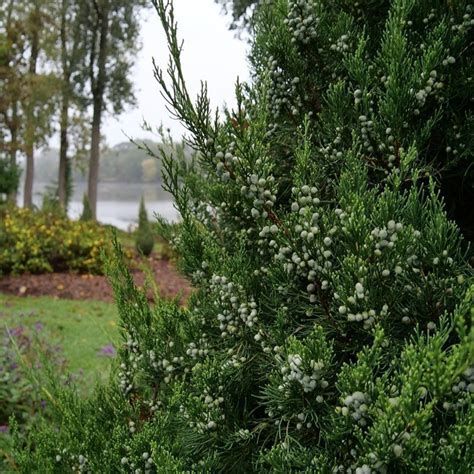 Gin Fizz® Juniper Proven Winners Colorchoice Flowering Shrubs