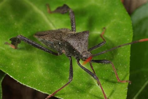 Unveiling Natures Silent Predators The Fascinating World Of Assassin
