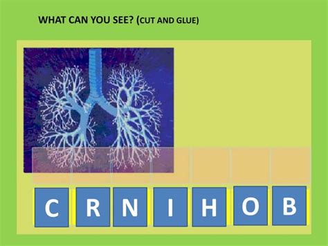 Respiratory System Exercises PPT