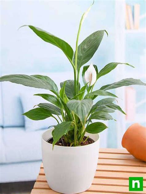 Buy Rhoeo Plant Rhoeo Discolor Tricolor Variegated Plant Online