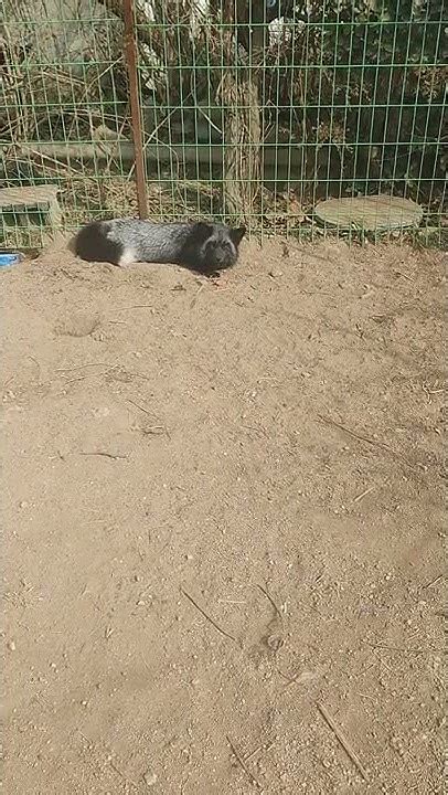 말대꾸 하다가 하품하는 귀여운 여우🐺 Shorts Youtube