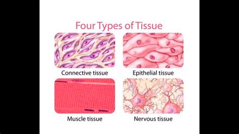 The Four Types Of Tissue