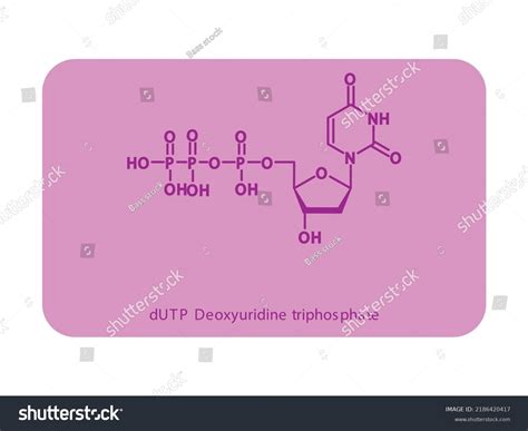 Dutp Deoxyuridine Triphosphate Nucleoside Molecular Structure Stock Vector Royalty Free
