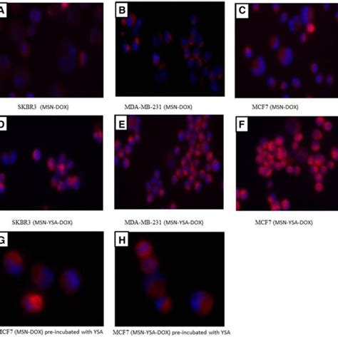 Epha2 Expression Was Detected In Breast Cancer Cell Lines A Weak