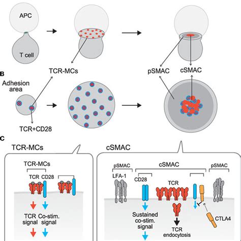 Compartmentalization Of Tcr Activation Signals Tcr Microcluster And