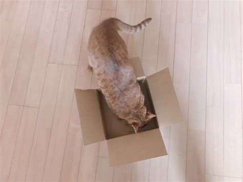 箱から溢れてしまう猫さん Bettyの備忘録