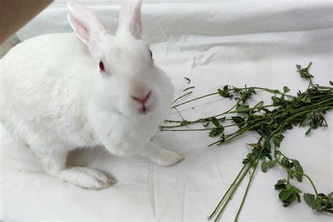 Why Is My Rabbit Biting All You Need To Know