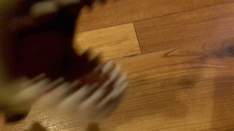My New Megalodon Toy Comes With A Set Youtube
