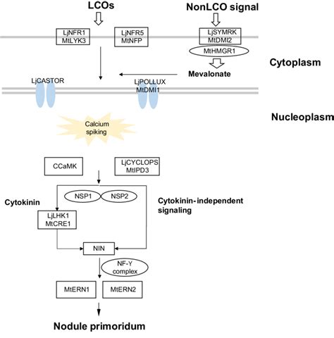 The Common Symbiosis Signaling Pathway Among The Orphan Crops Sixteen