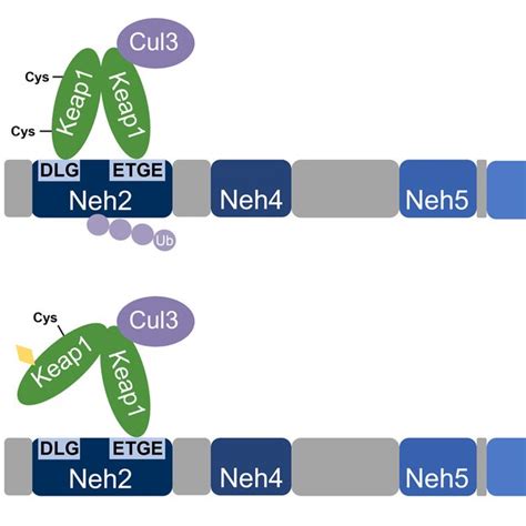 Two Site Substrate Recognition Model For Keap1 Dependent Nrf2 Download Scientific Diagram