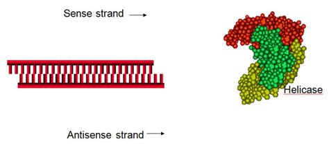 Sirna Illustrated Assay Novus Biologicals