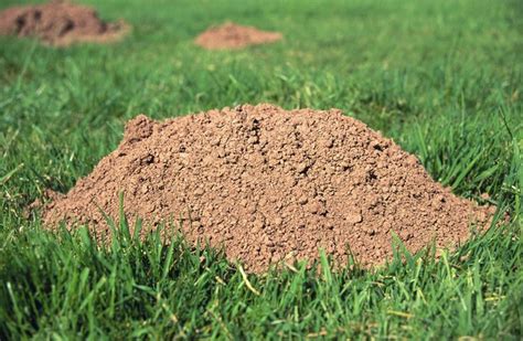 How To Find Gopher Tunnels Ehow