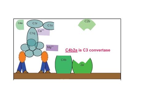 Complement System And Its Activation Pathways Pdf