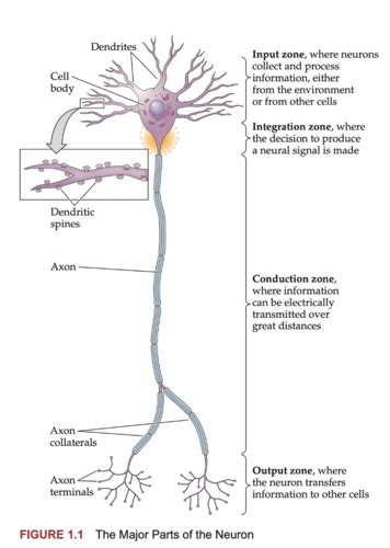 Neuroscience Brain And Behavior Exam 1 Flashcards Quizlet