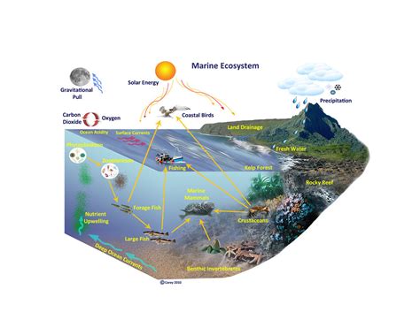 Forest Ecosystem Model