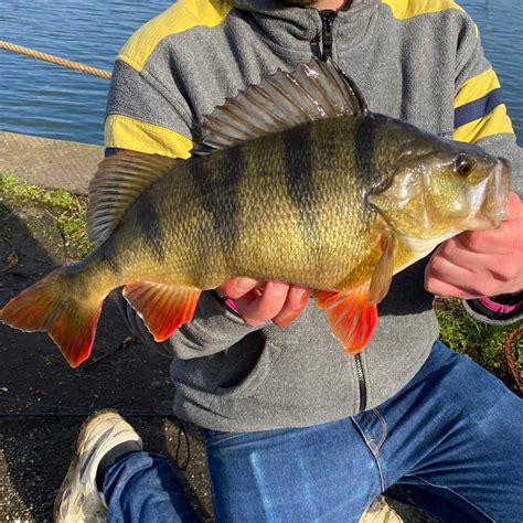 Trout Fishing In Winter Catch A Guide