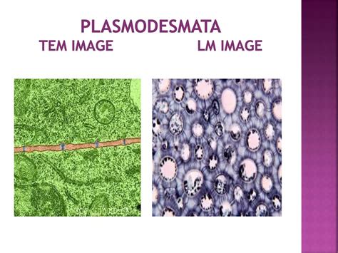 Extra Cellular Components Ppt Download