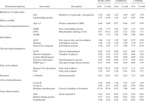 Peroxisome Proliferator Effects On A Sampling Of Genes Download Table