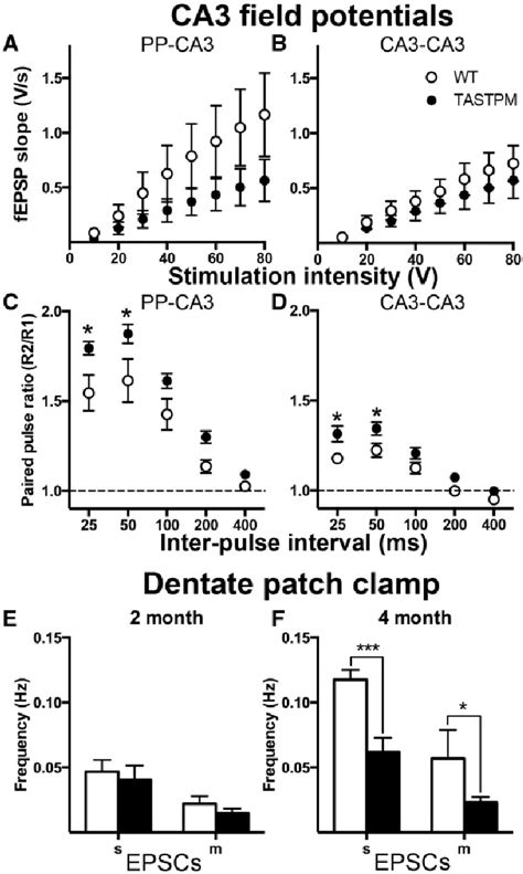 Synaptic Transmission Within The Tastpm Ca3 And Dentate Gyrus A