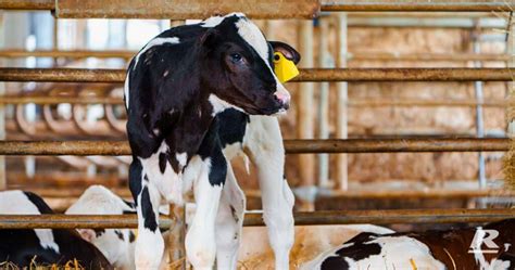 The Importance Of High Quality Colostrum For Dairy Calves