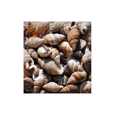 Nassa Liverscens Shells 1kg Wholesale Pastel Pines