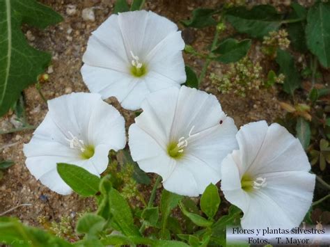 Flores Y Plantas Silvestres Convolvulus Arvensis Correhuela