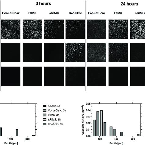 Sample Preparation Protocol A Brain Extracted After Cardiac Download Scientific Diagram