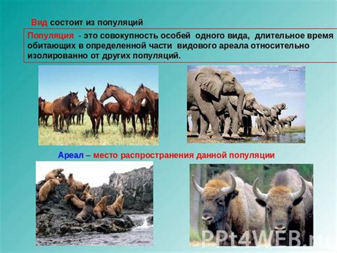 Презентация к уроку биологии 7 класс Тема Классификация животных
